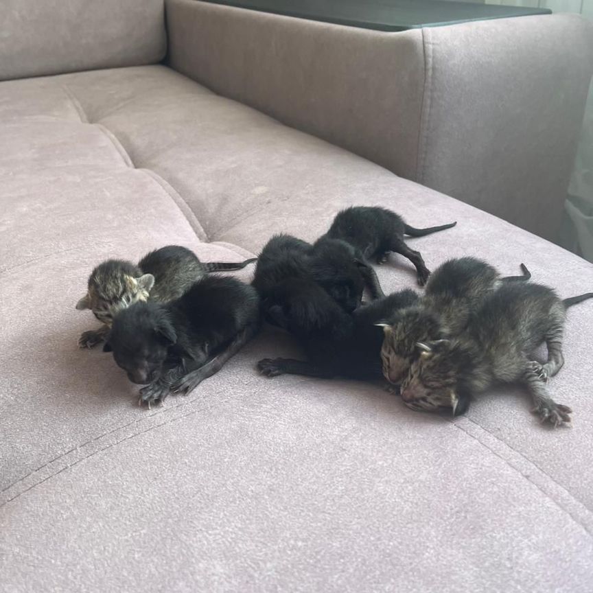 Ориентальные котята