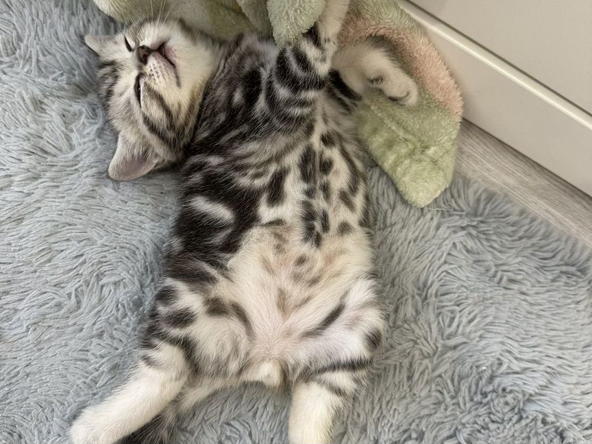 Котенок шотландский скоттиш-страйт