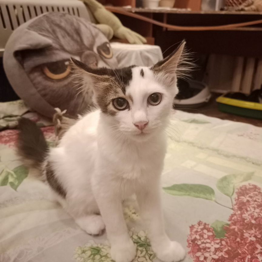 Котенок мега ласковый в добрые руки