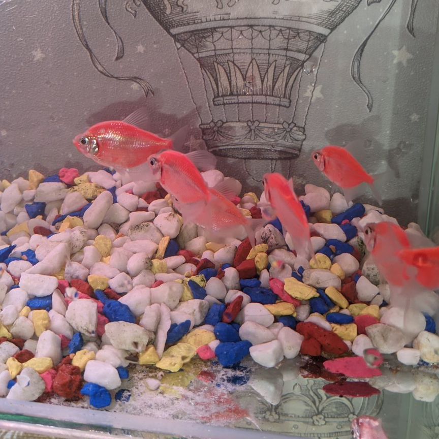 Тернеция glofish