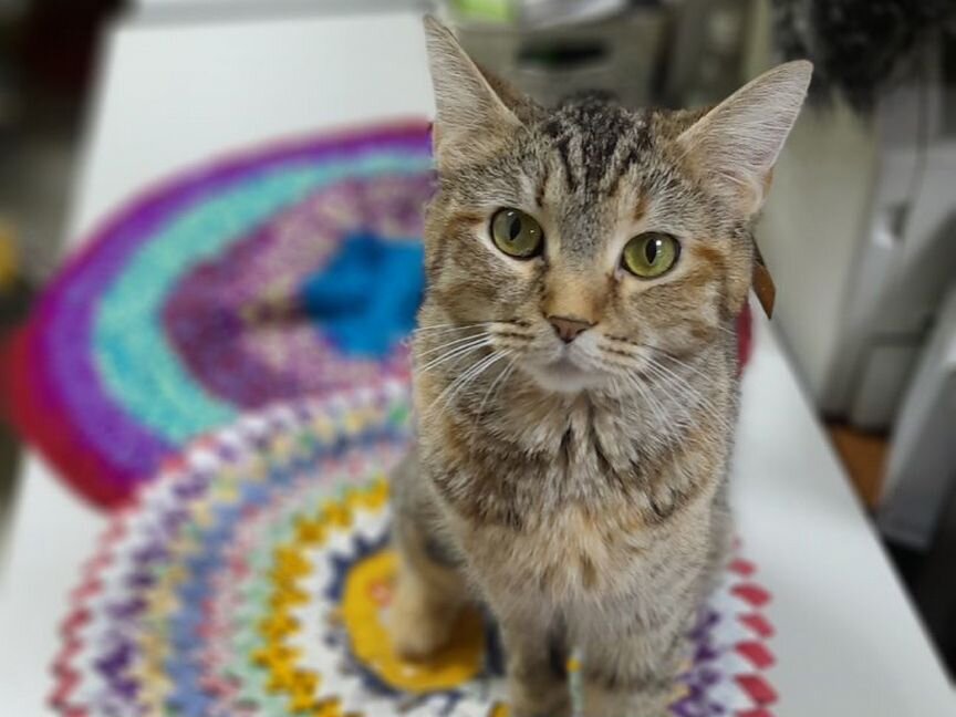 Молодая кошечка Кира