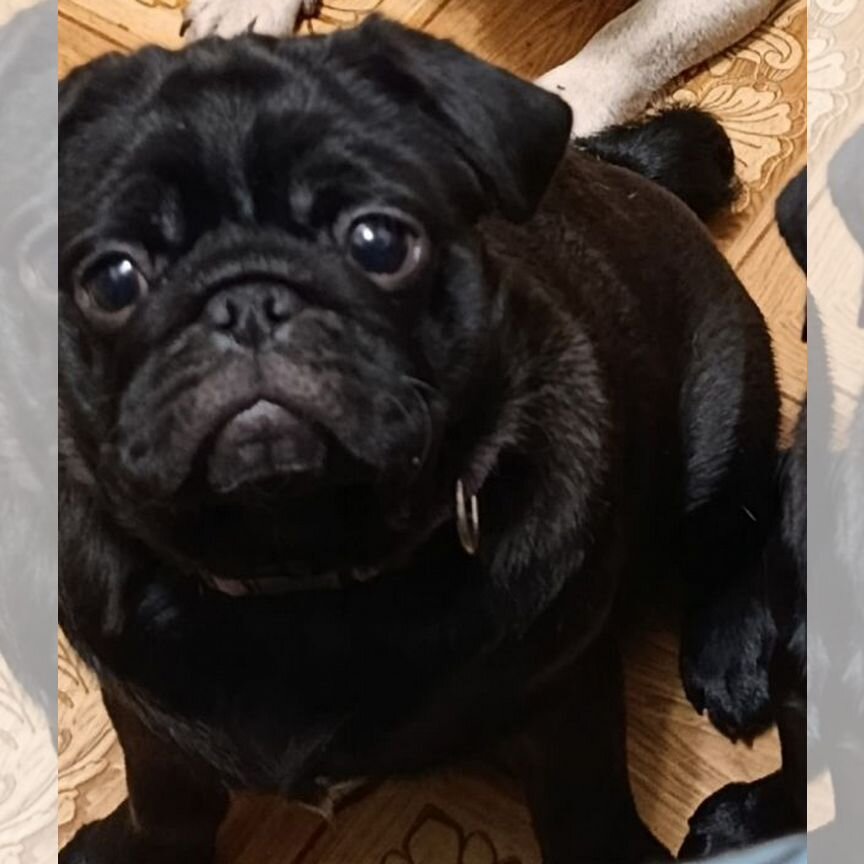 Мопс, щенок