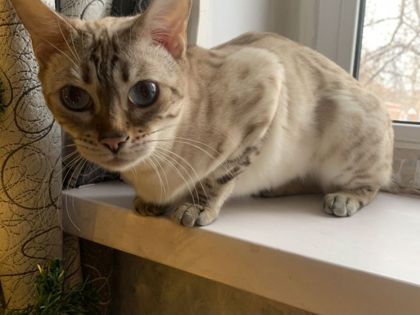 Бенгальская кошка вязка