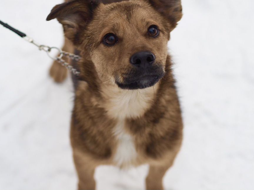 Собака в добрые руки