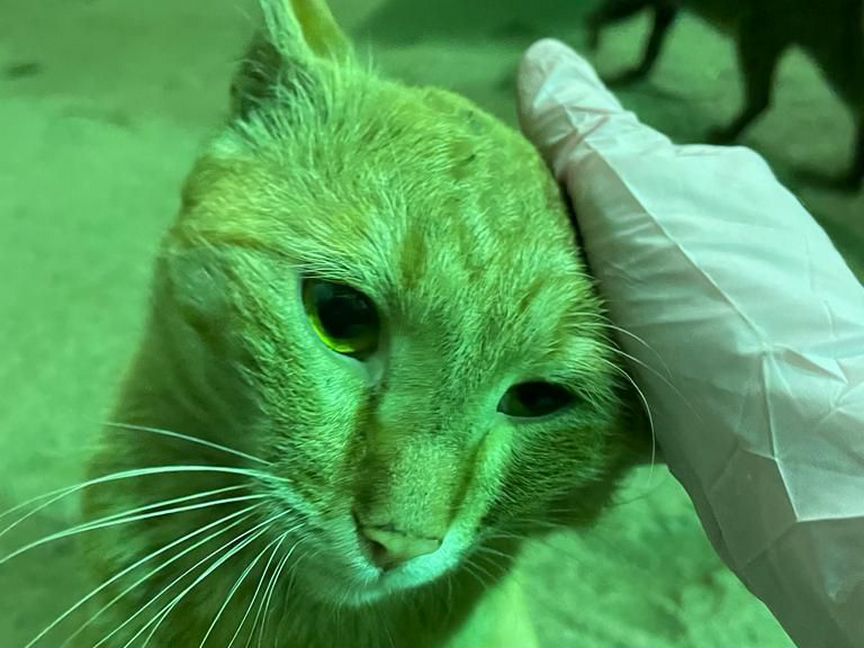 Годовалый котик