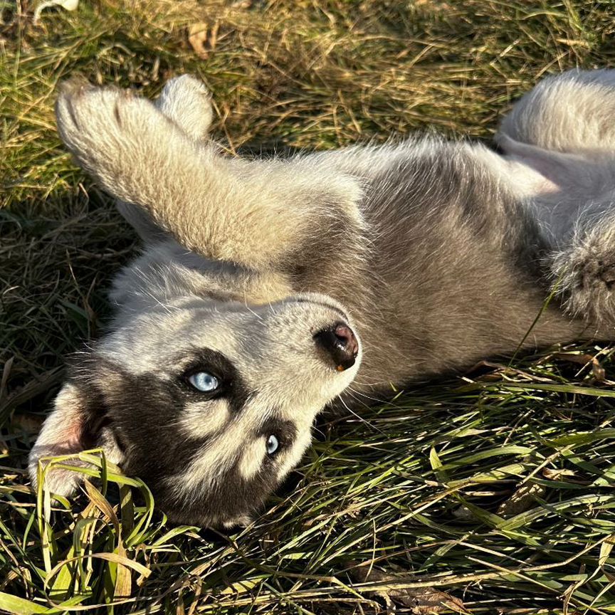 Сибирский хаски, щенок
