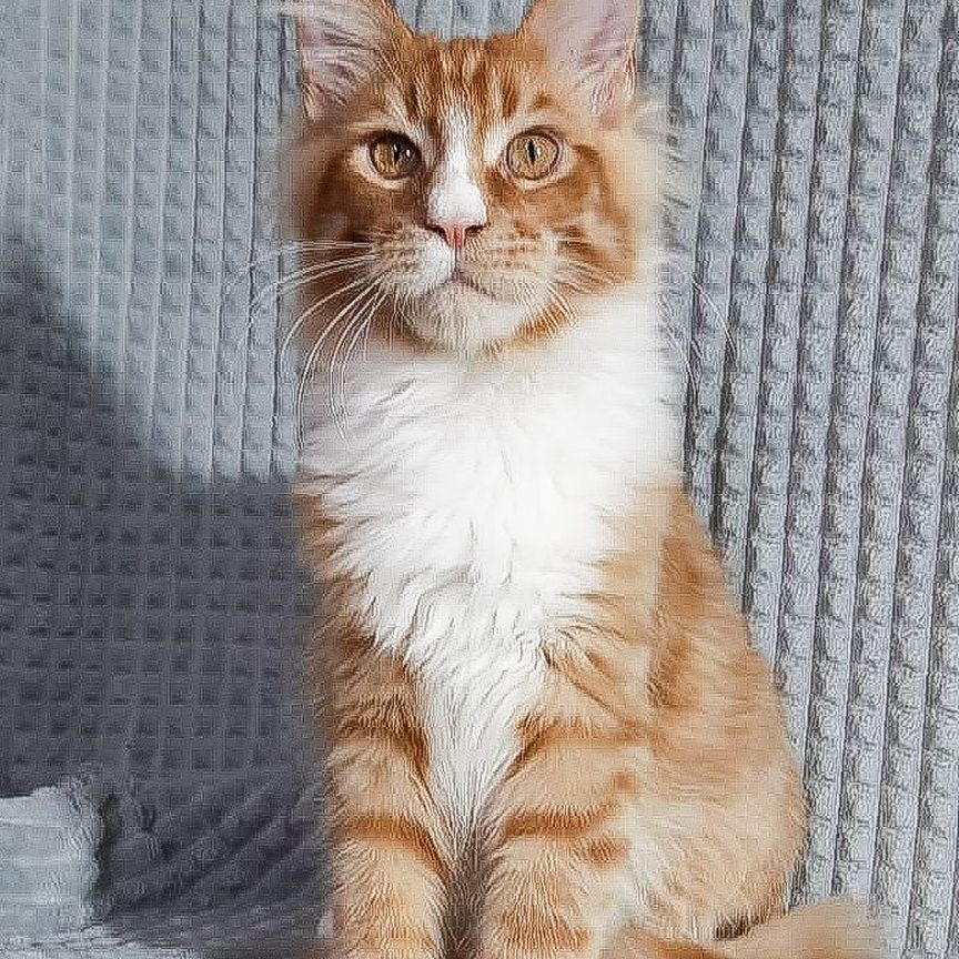 Котята мейн-кун