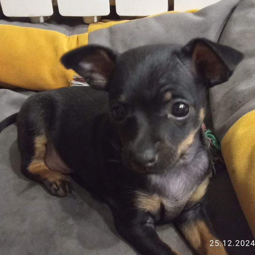 Мини той-терьер