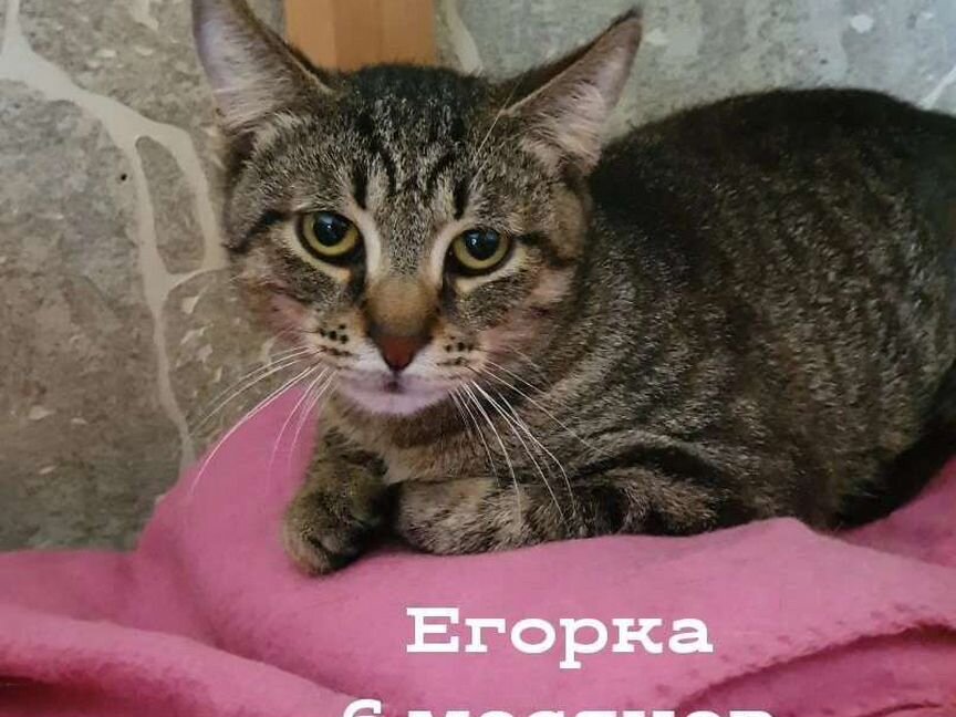 Котик Егорка
