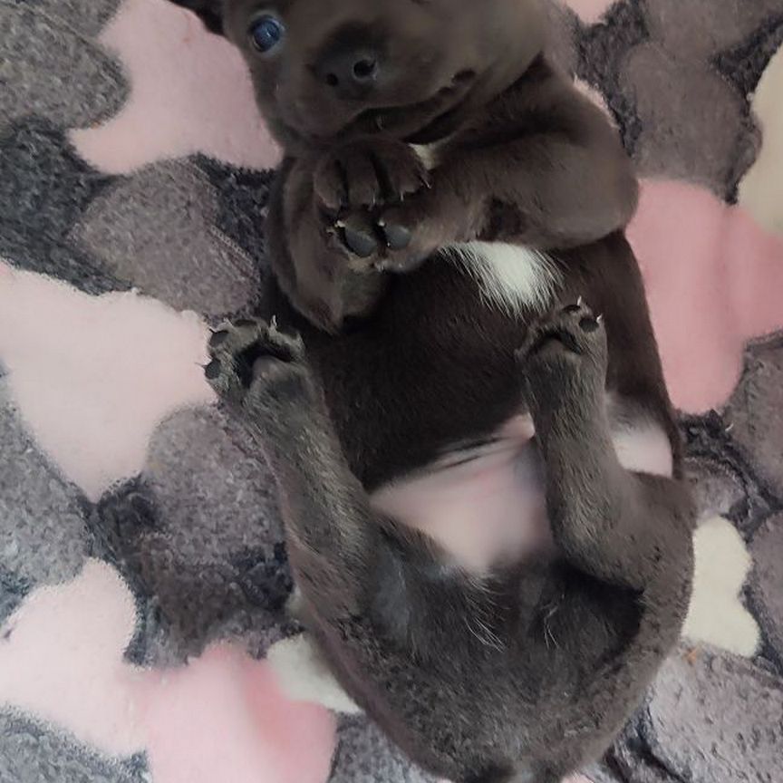 Щенок чихуахуа минии