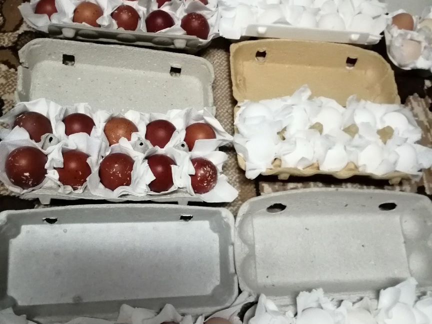 Инкубационное яйцо породной птицы