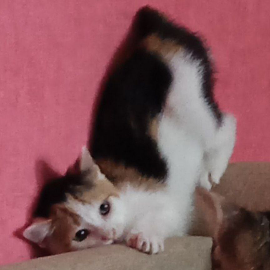 Котëнок в добрые руки