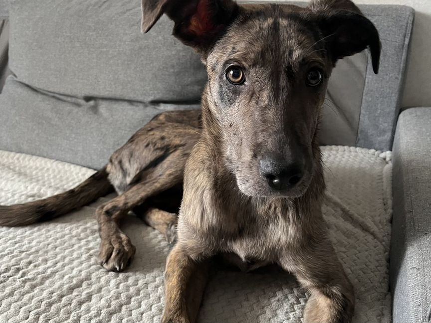 Собака Рада ищет семью