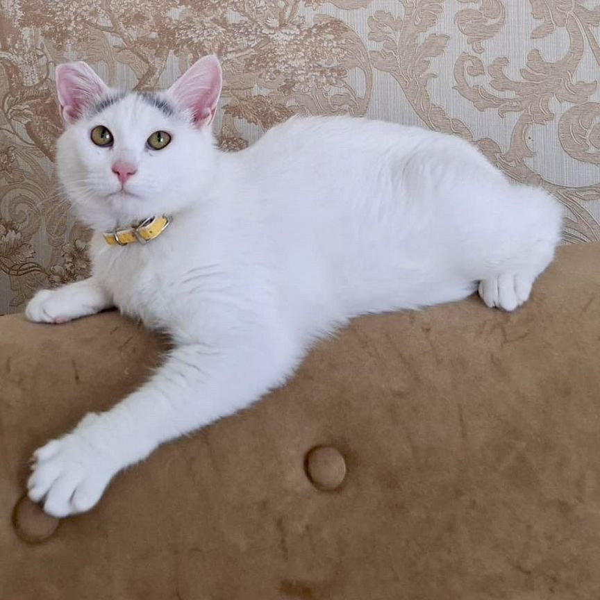 Турецкая ангора, взрослая кошка