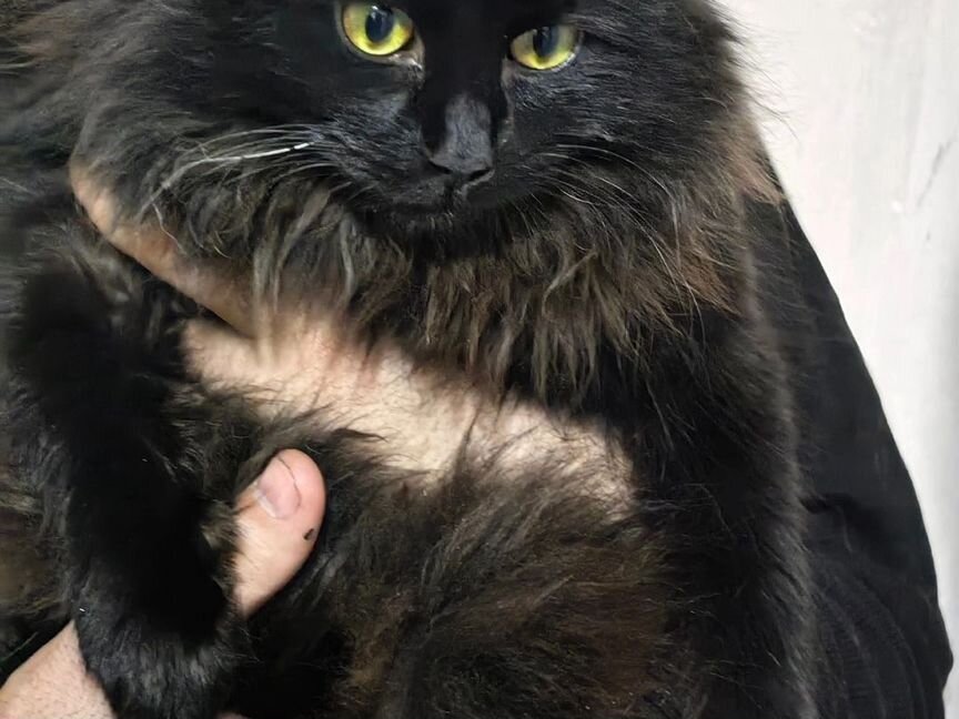 Сказочный кот ищет дом