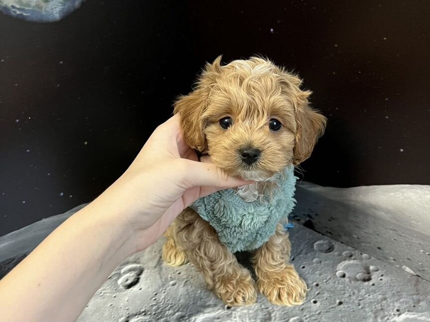 Мальтипу F1 mini