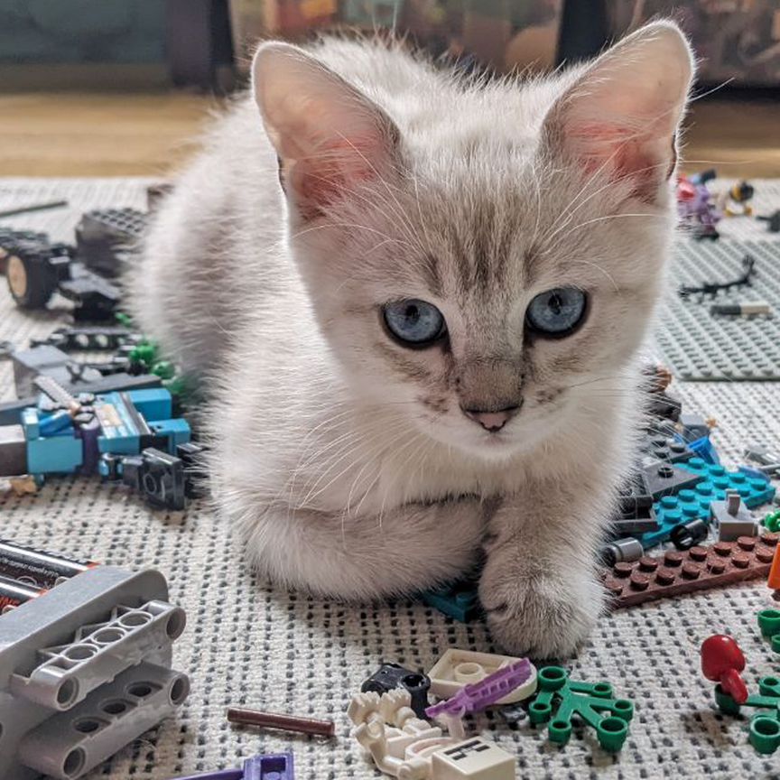 Британский котенок серебристая шиншилла