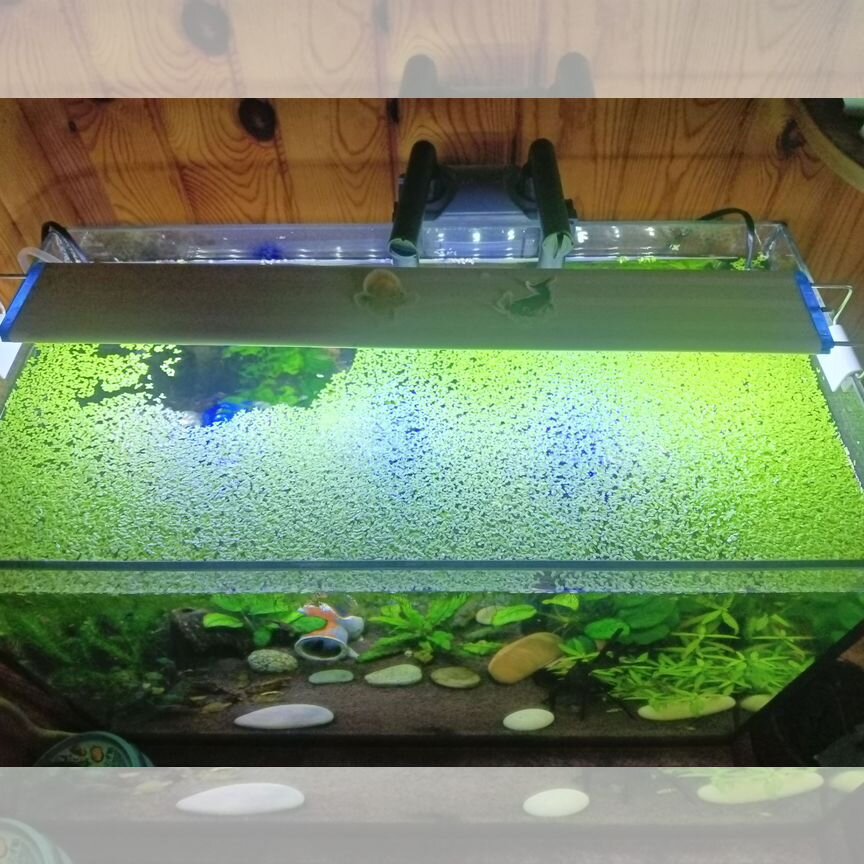 Ряска для аквариума