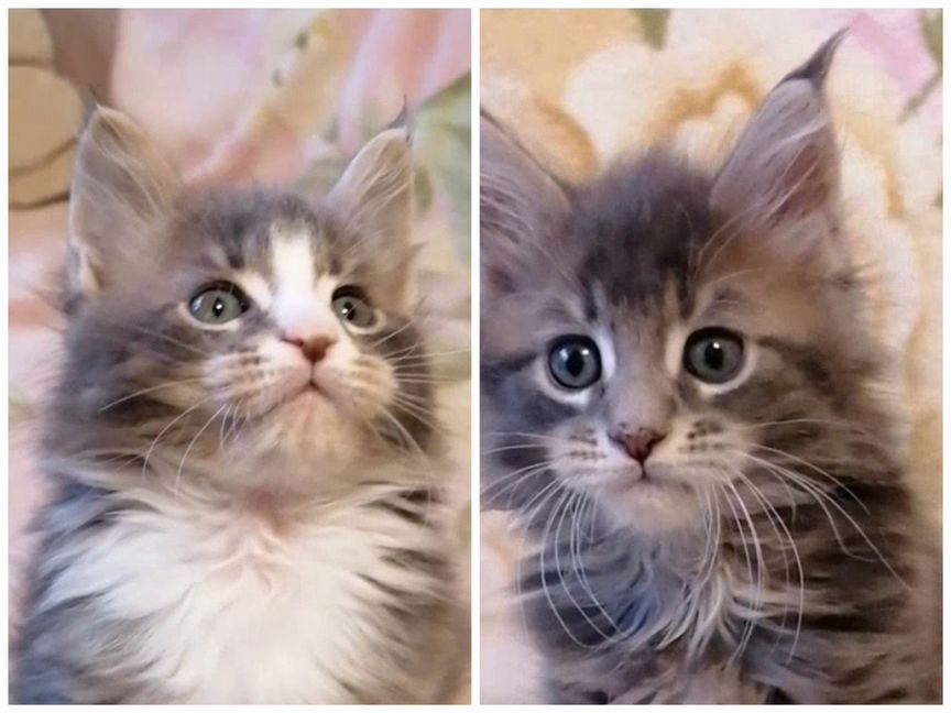 Котята Мейн-кун Мальчики