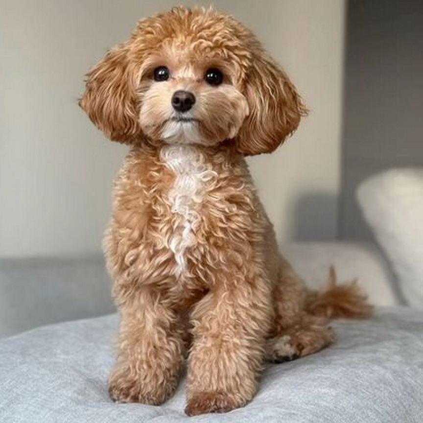 Мальтипу, щенок