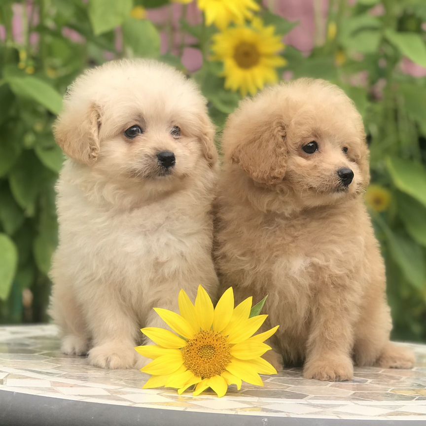 Щенки Shih-Poo-Плюшевые собачки