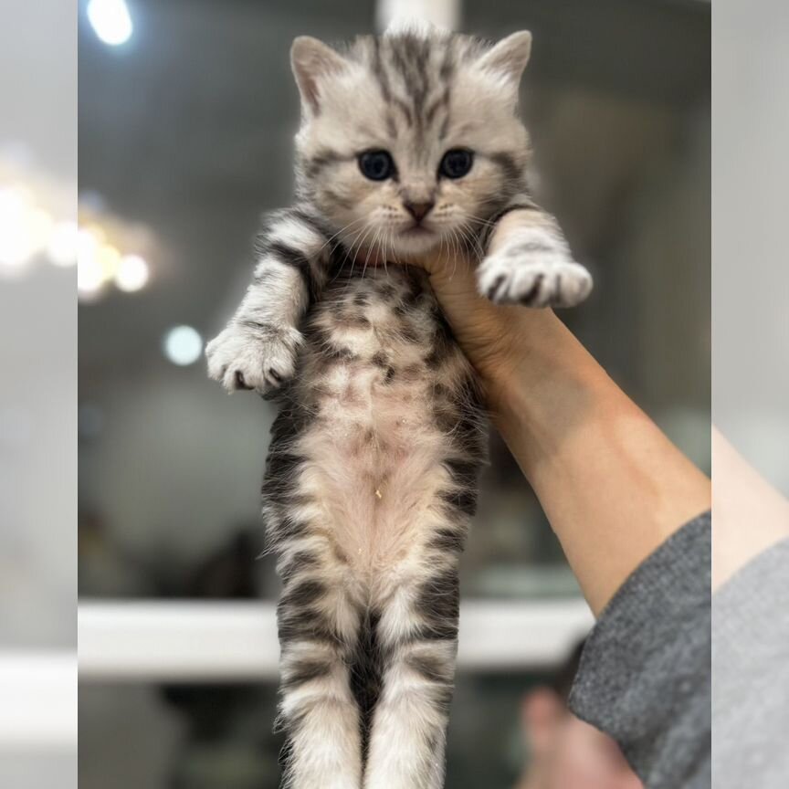 Чистокровные шотландские котята
