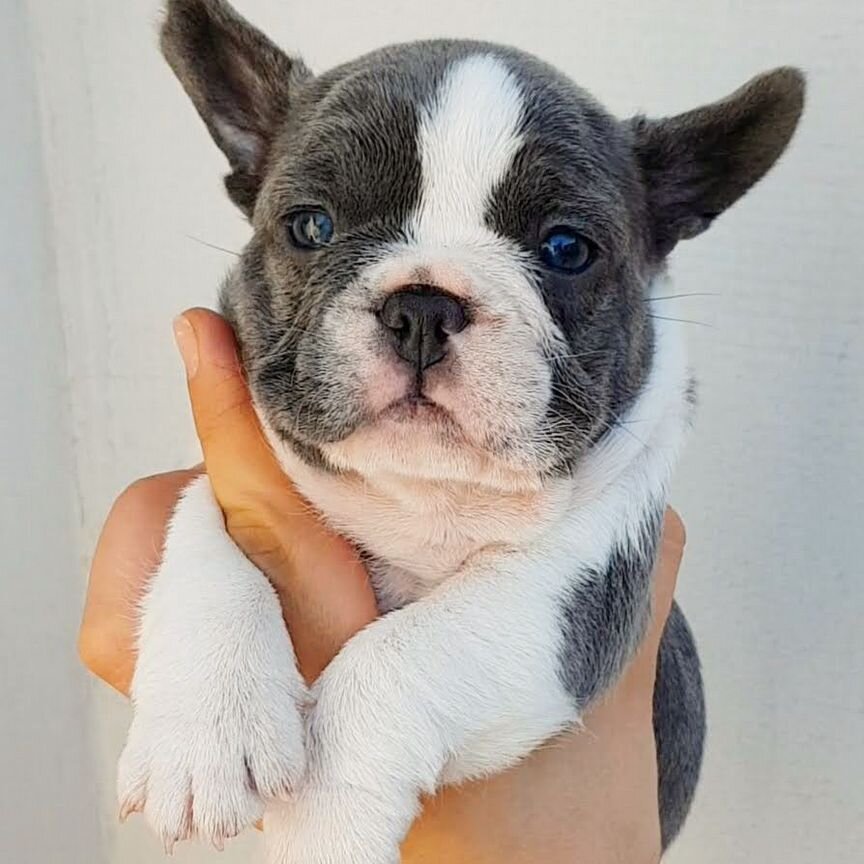 Французский бульдог щенки питомник