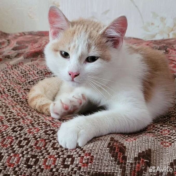 Котик котенок 3 мес