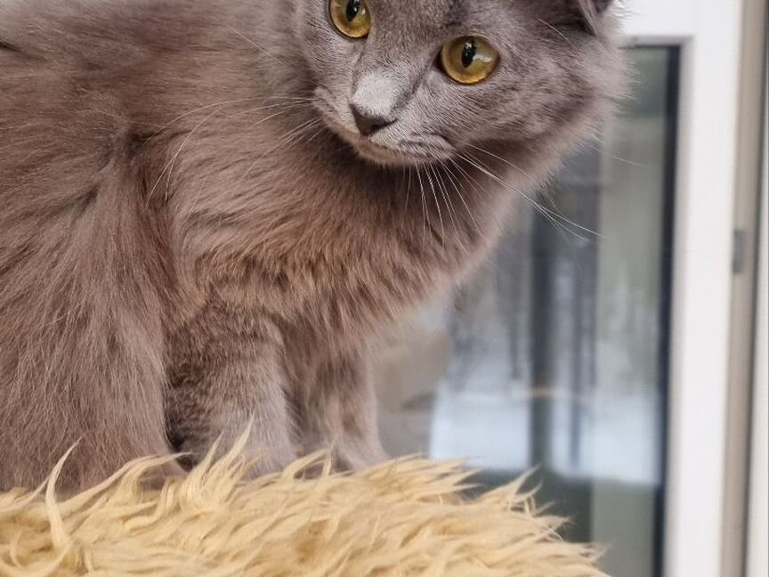Шотландская вислоухая кошка в дар