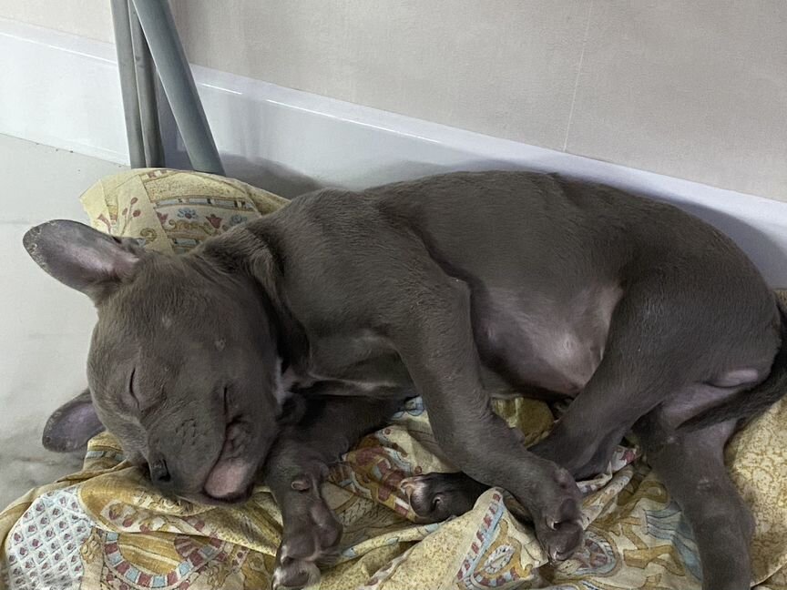 Щенок амбулли