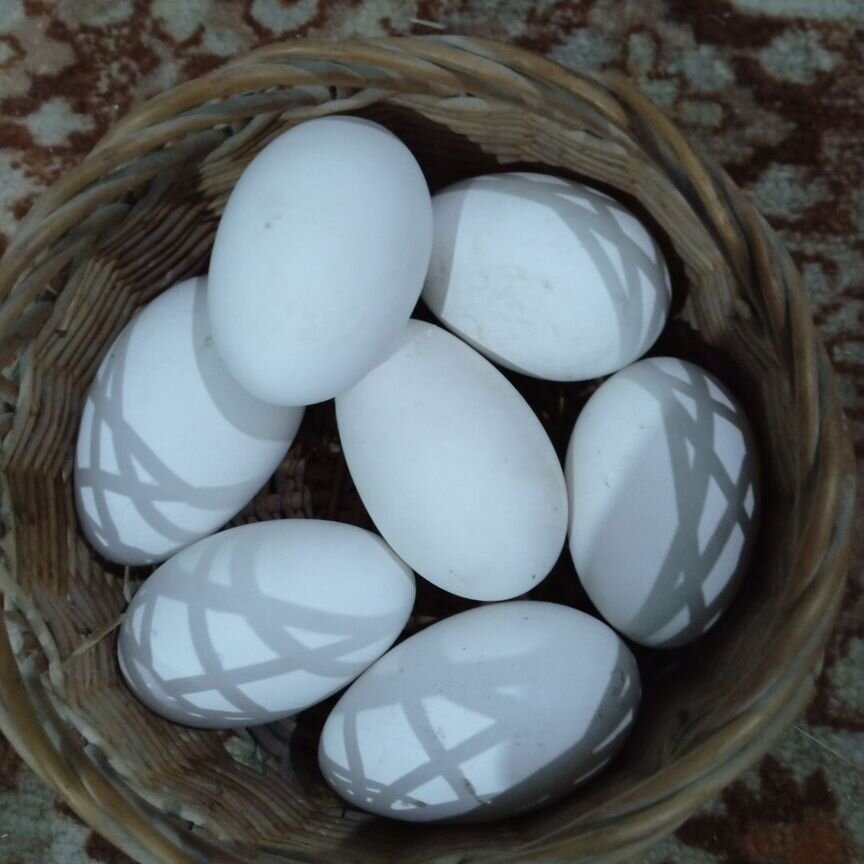 Гусиные яйца