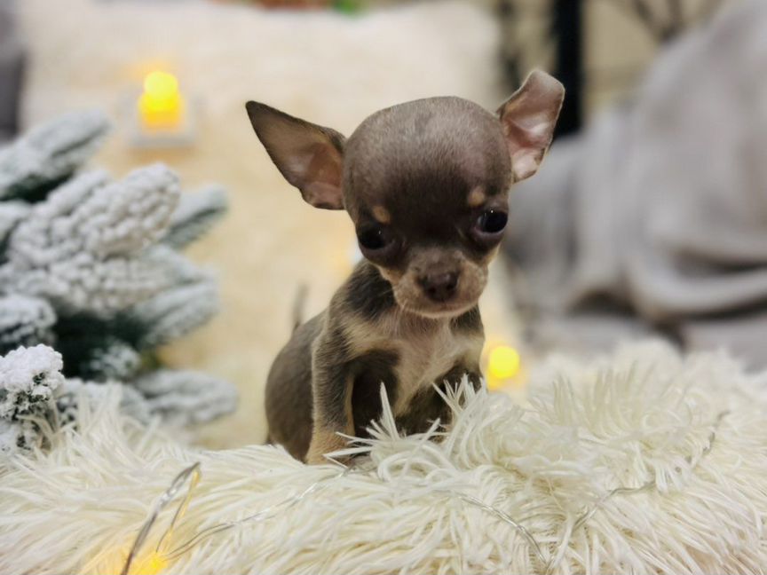 Чихуахуа микро девочка