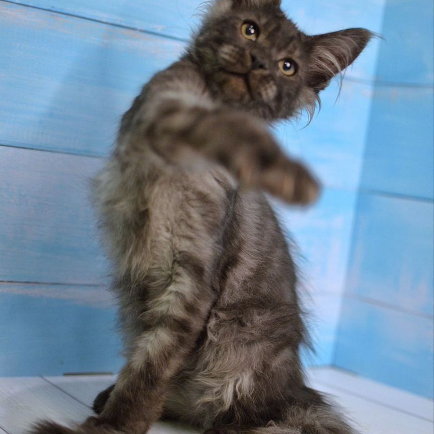 Котёнок Мейн-Кун