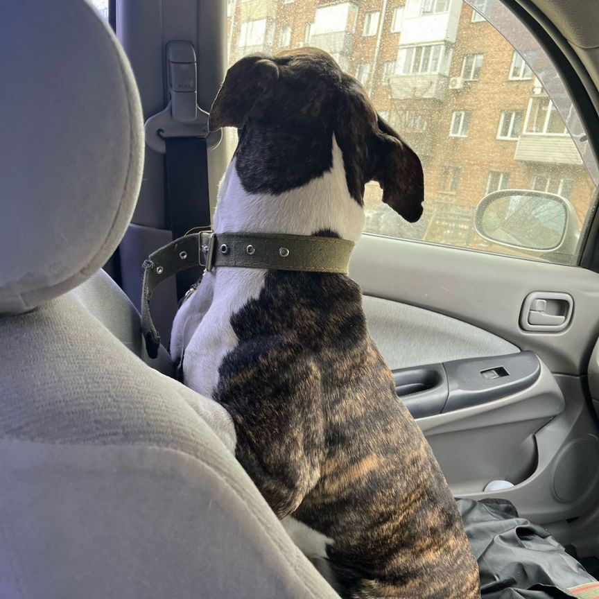 Стаффорд в добрые руки