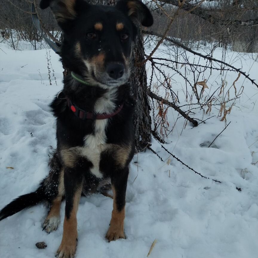 Собака Майя