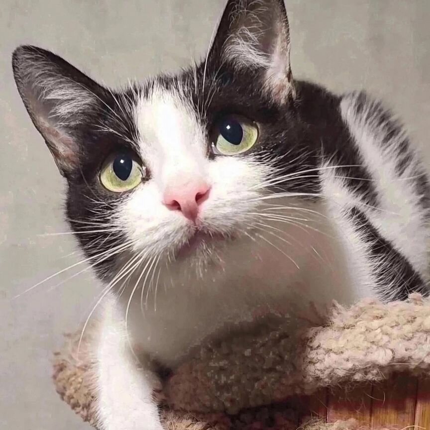 Взрослая кошка от частного владельца