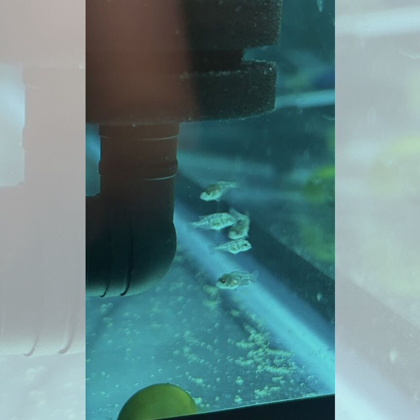 Цихлазома меека мальки