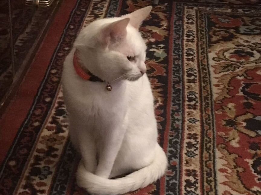 Кошечка ищет новый дом