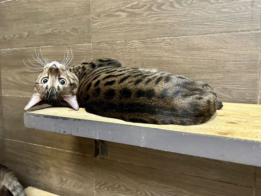 Алк ф2 котик Леон