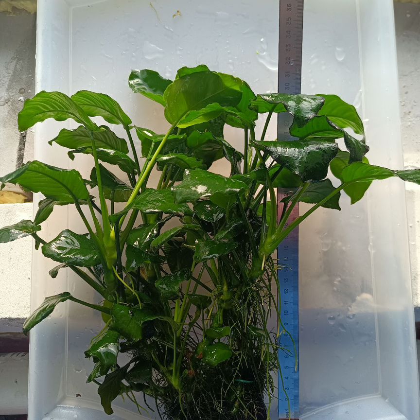 Растение в аквариумное