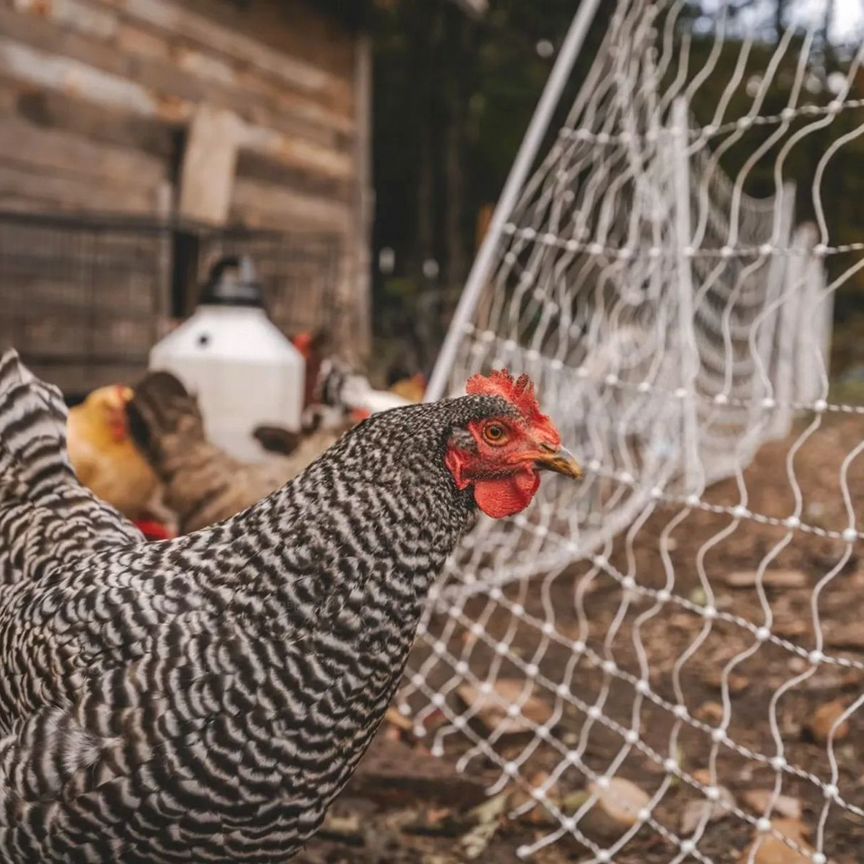 Куры несушки – ухоженные и здоровые