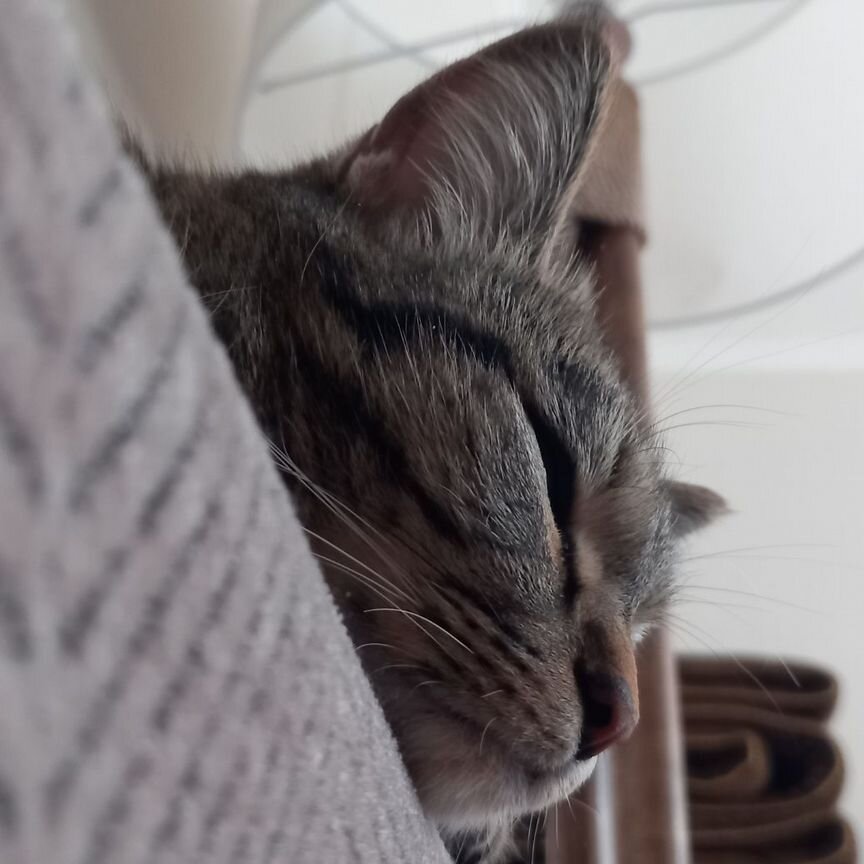 Взрослая, кошка в добрые руки