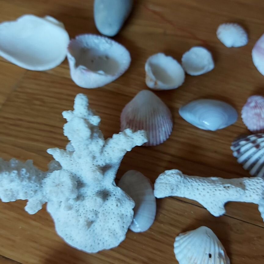 Ракушки и кораллы