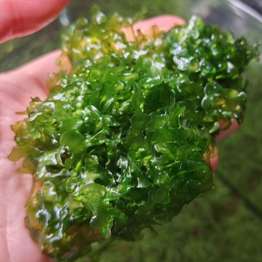 Мох аквариумный Subwassertang