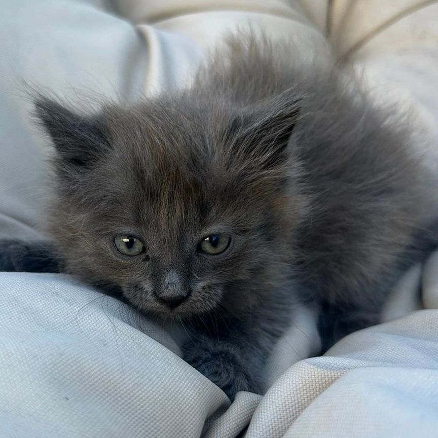 Котёнок в добрые руки