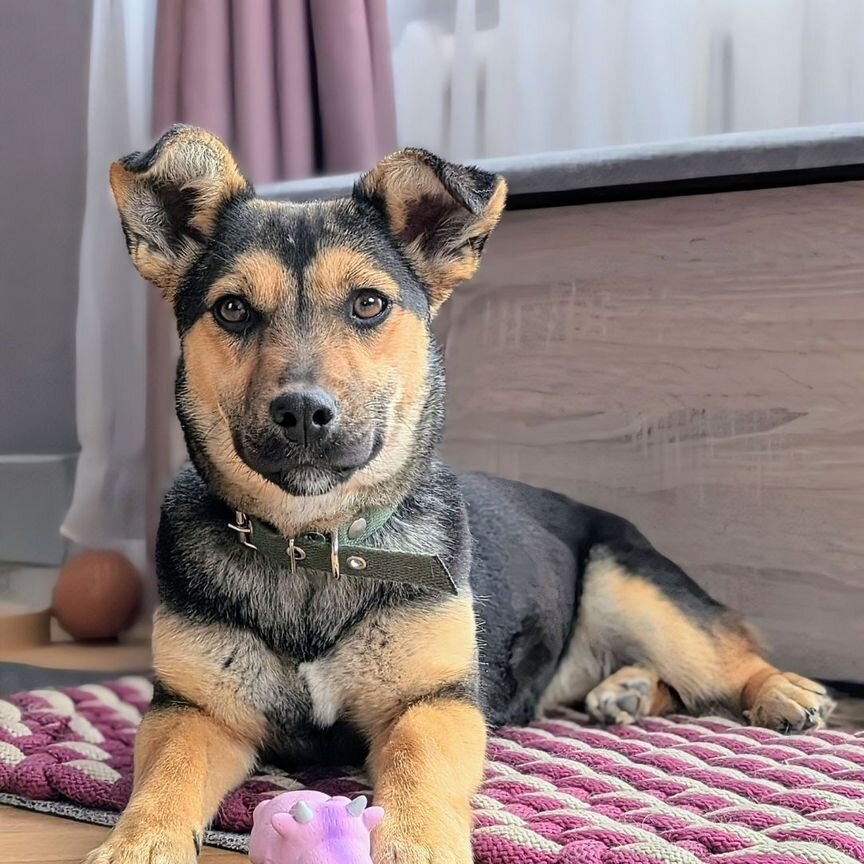 Маленькая собачка в добрые руки