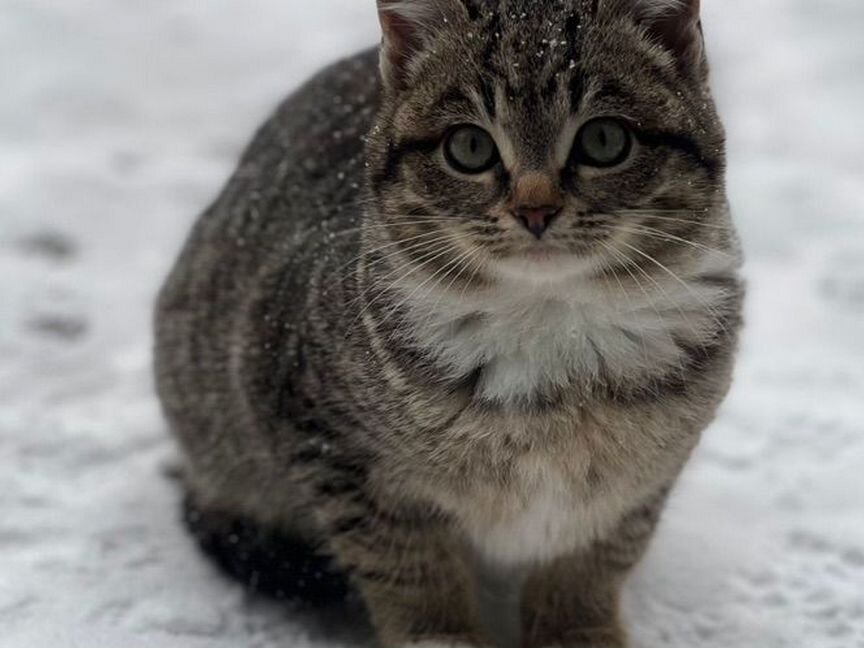 SOS котенок с мамой замерзают на улилице