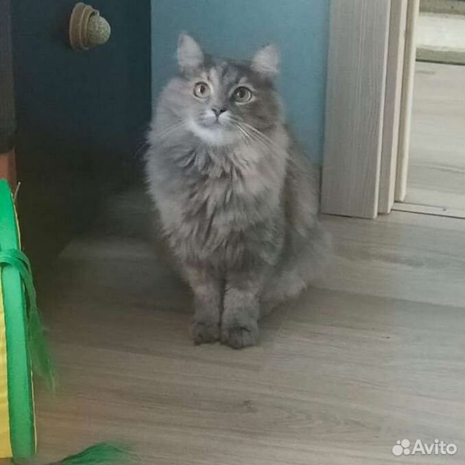 Серая красавица