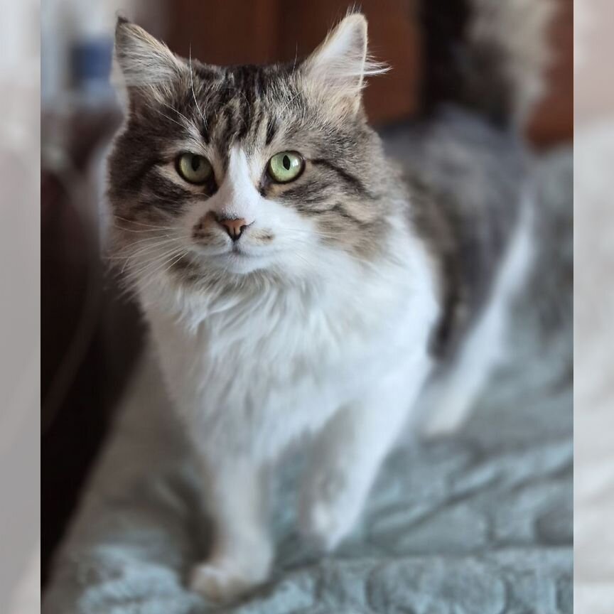 Сибирский, взрослый кот