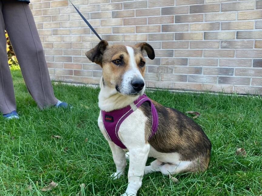 Отдам в добрые руки